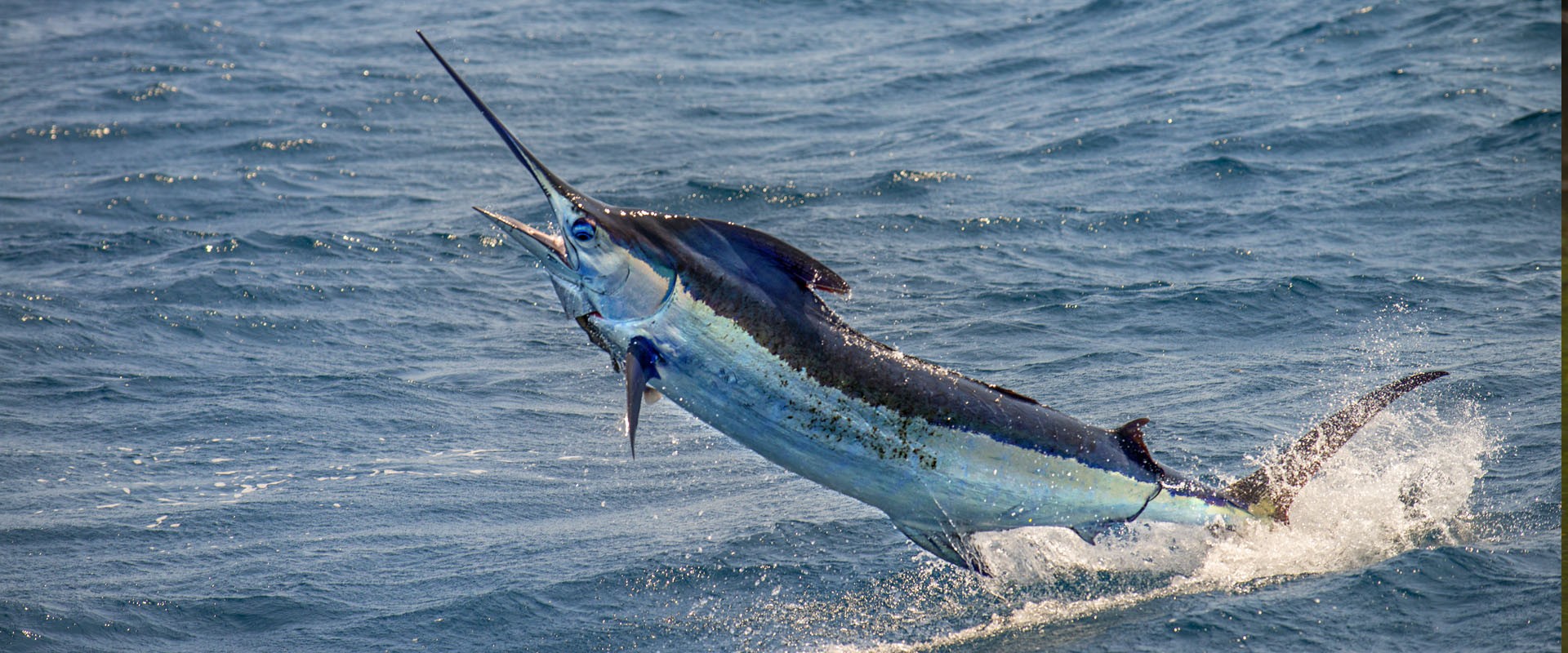 Swordfish in the Florida Keys | Deep Sea & Offshore Fishing