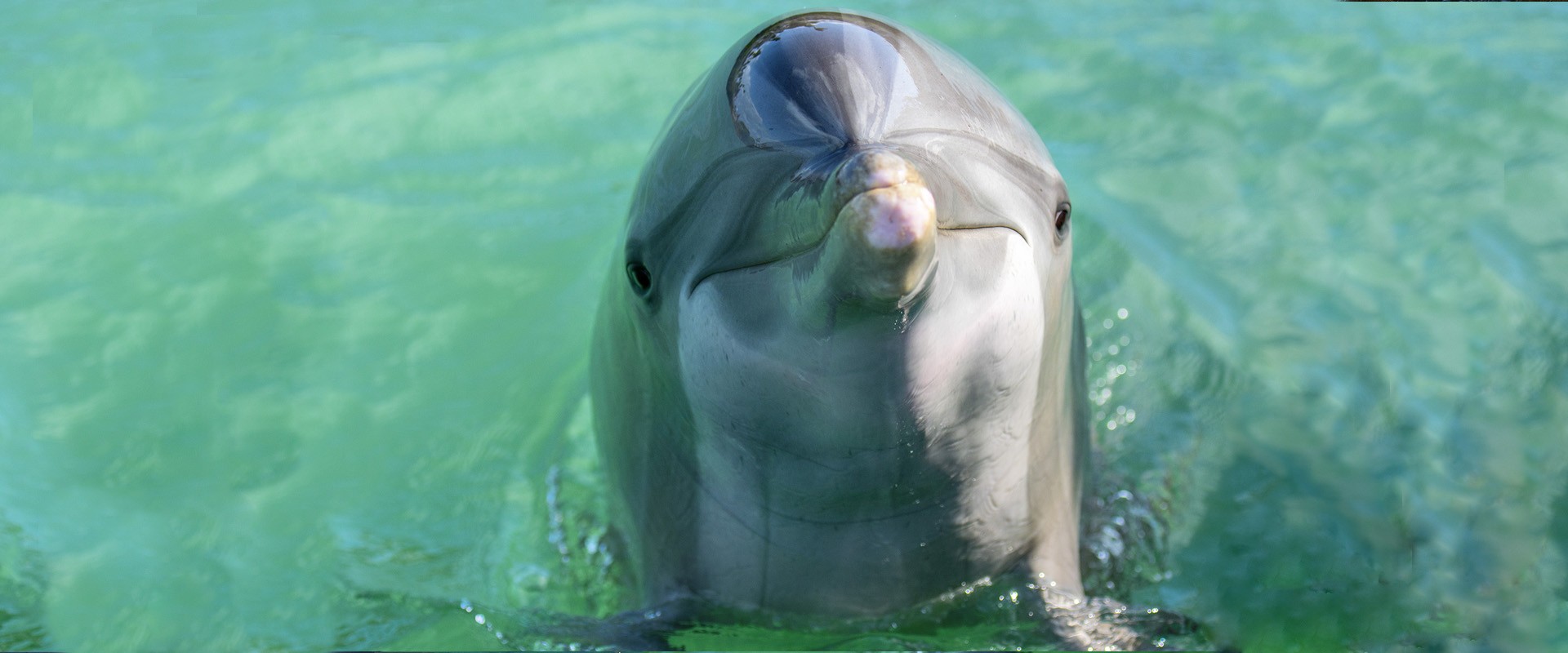 Swim with Dolphins in the Florida Keys | Hawks Cay Resort